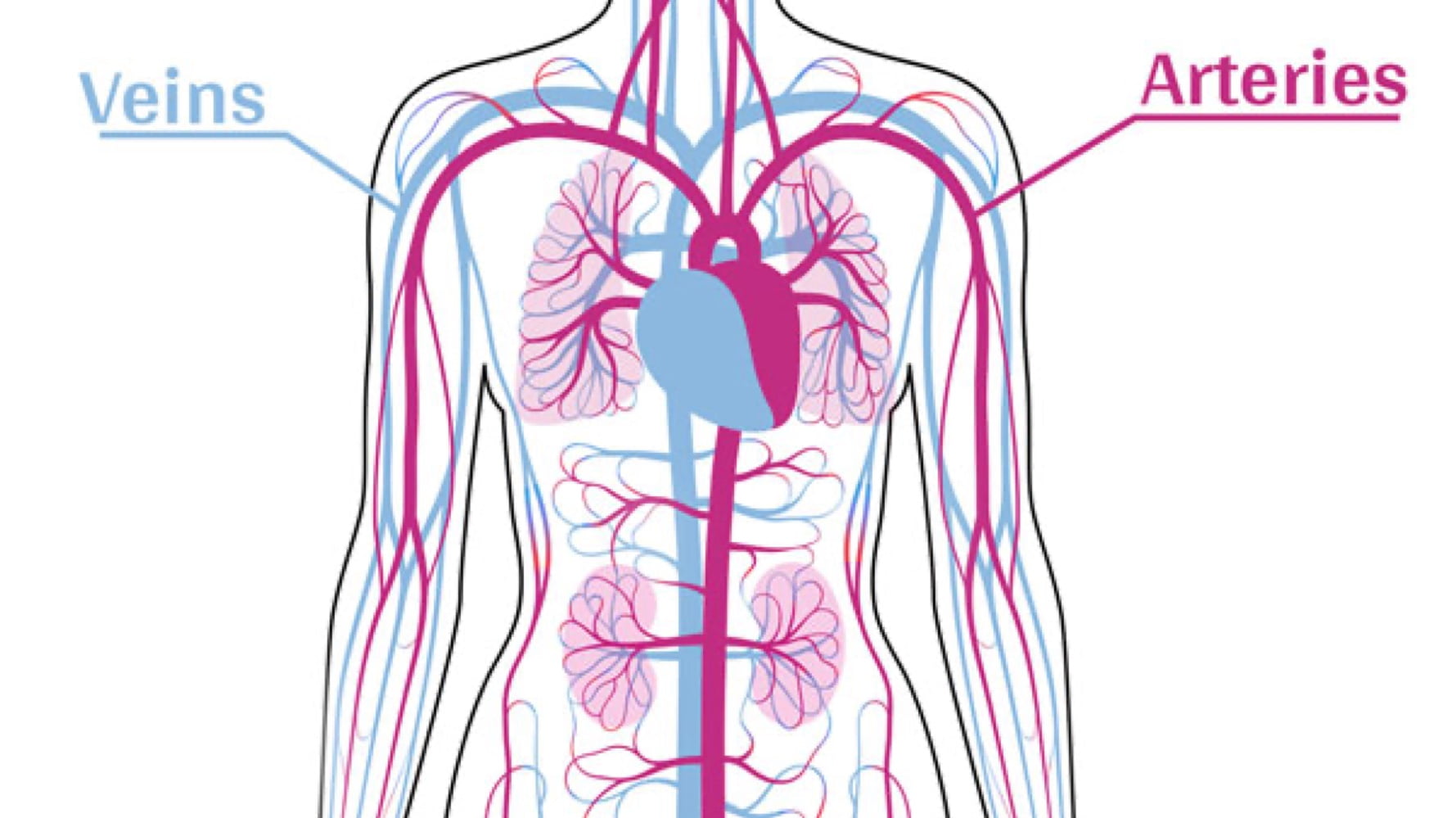 Learn about cardiovascular disease
